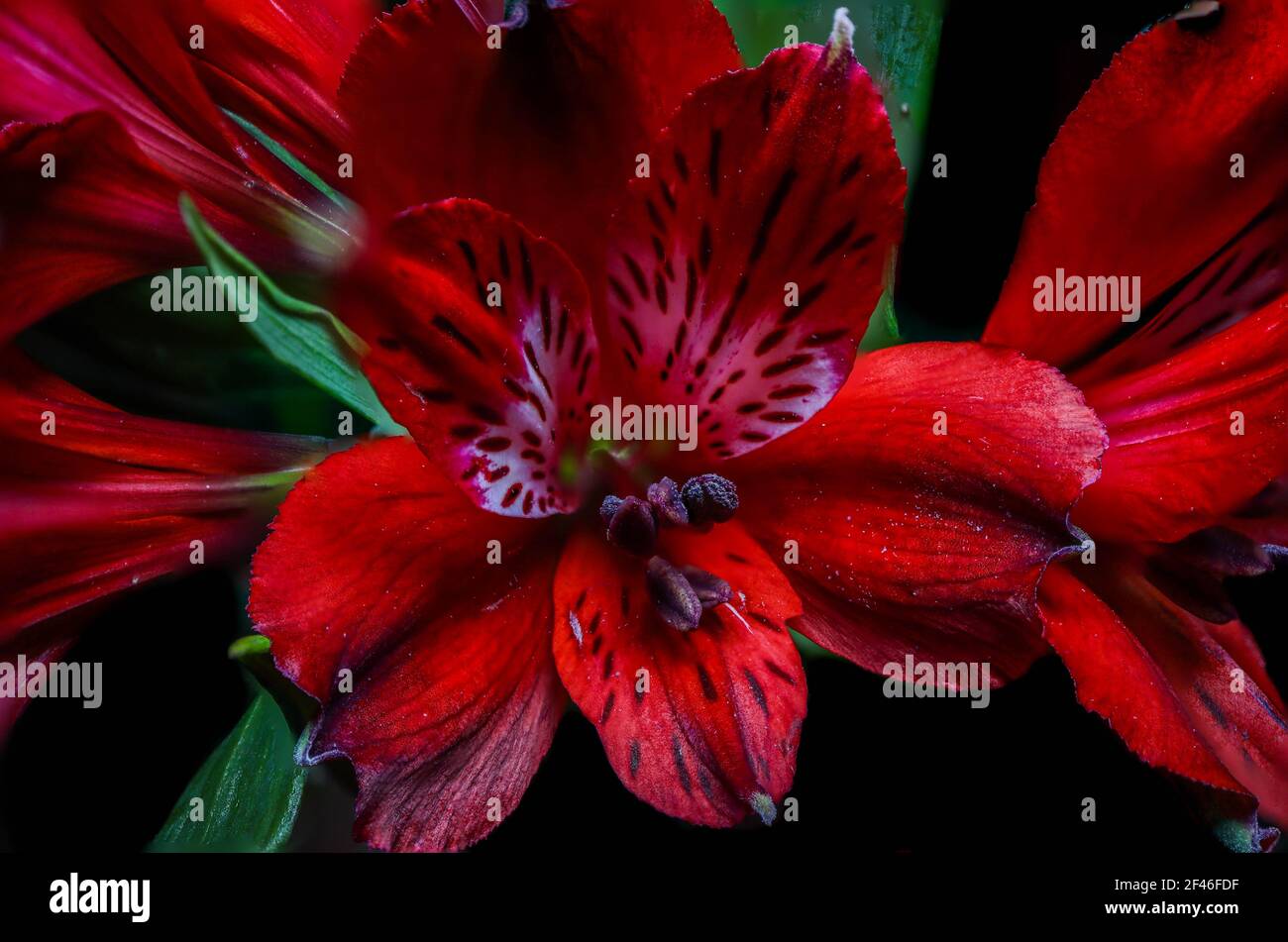 Red flowers of the Peruvian Lily Alstromeria plant Stock Photo - Alamy
