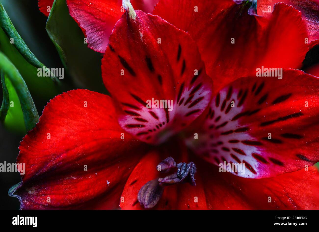 Red flowers of the Peruvian Lily Alstromeria plant Stock Photo - Alamy