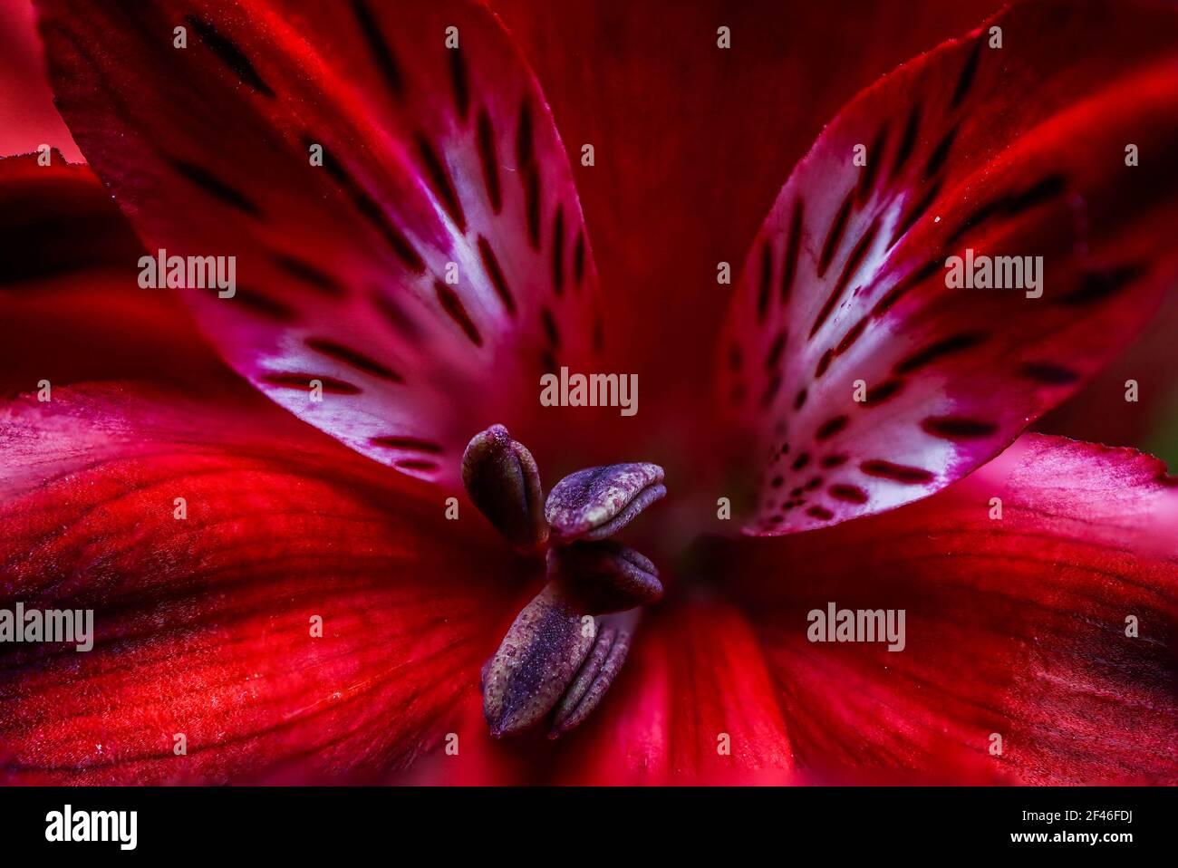 Red flowers of the Peruvian Lily Alstromeria plant Stock Photo - Alamy