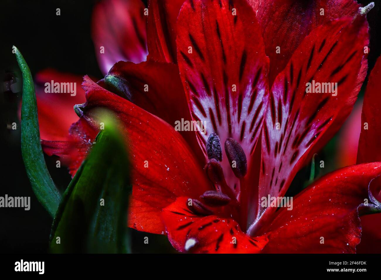 Red flowers of the Peruvian Lily Alstromeria plant Stock Photo - Alamy