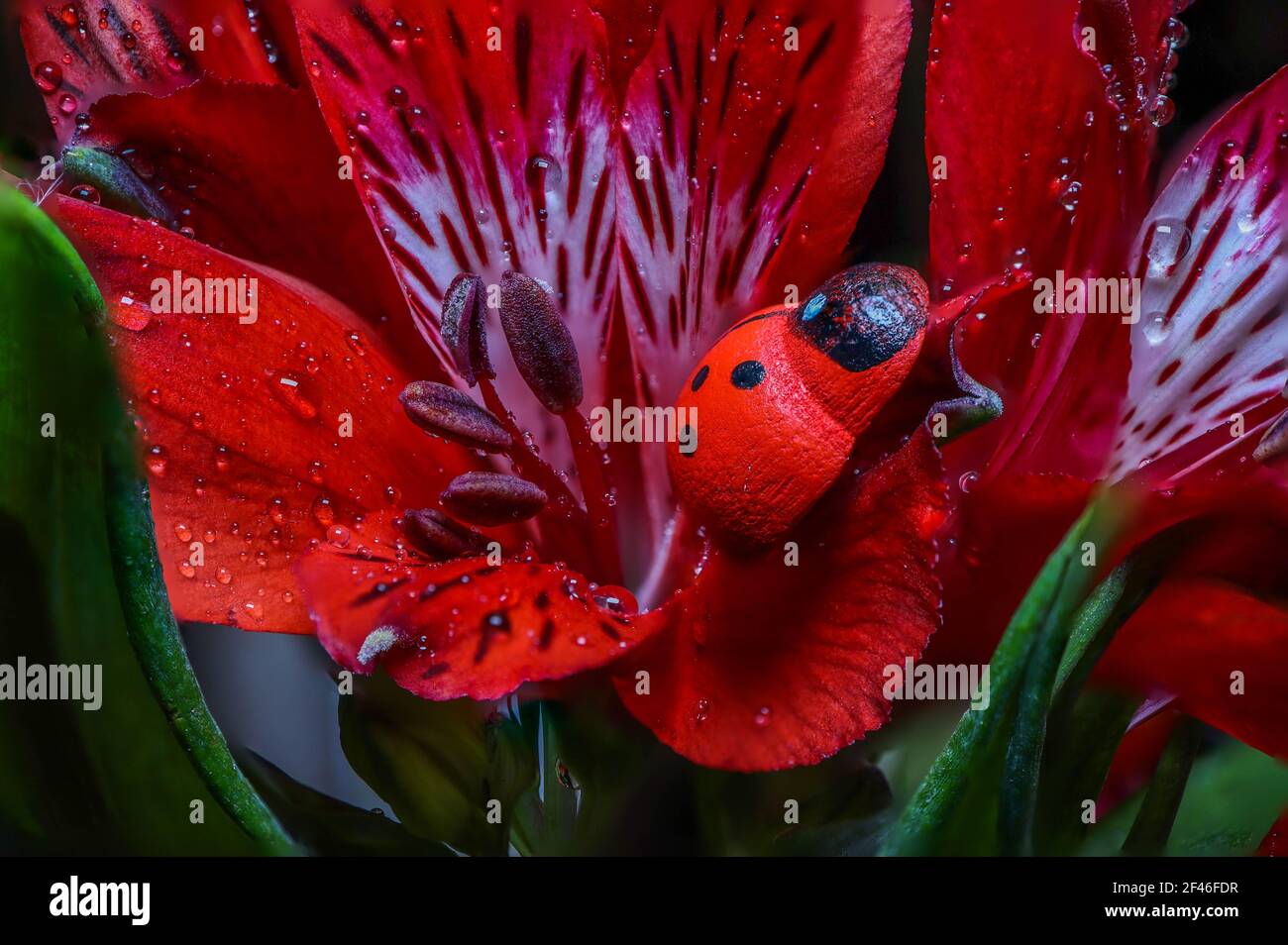 Red flowers of the Peruvian Lily Alstromeria plant Stock Photo - Alamy