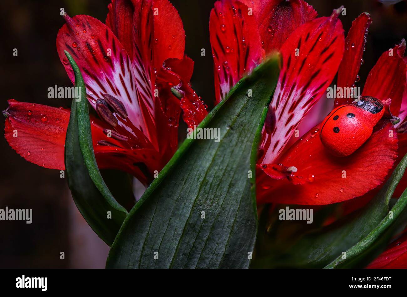 Red flowers of the Peruvian Lily Alstromeria plant Stock Photo - Alamy