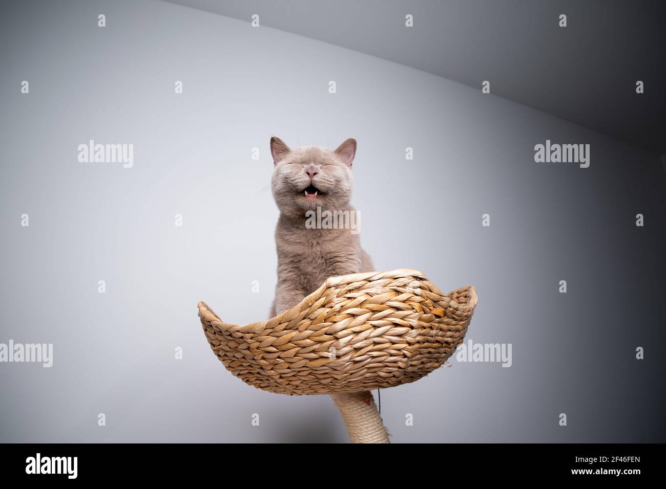 6 month old lilac british shorthair kitten sitting on top of scratching ...