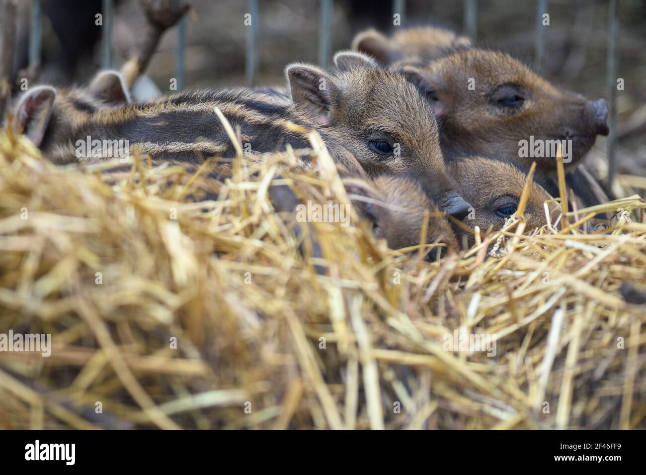 Boars mating hi-res stock photography and images - Alamy