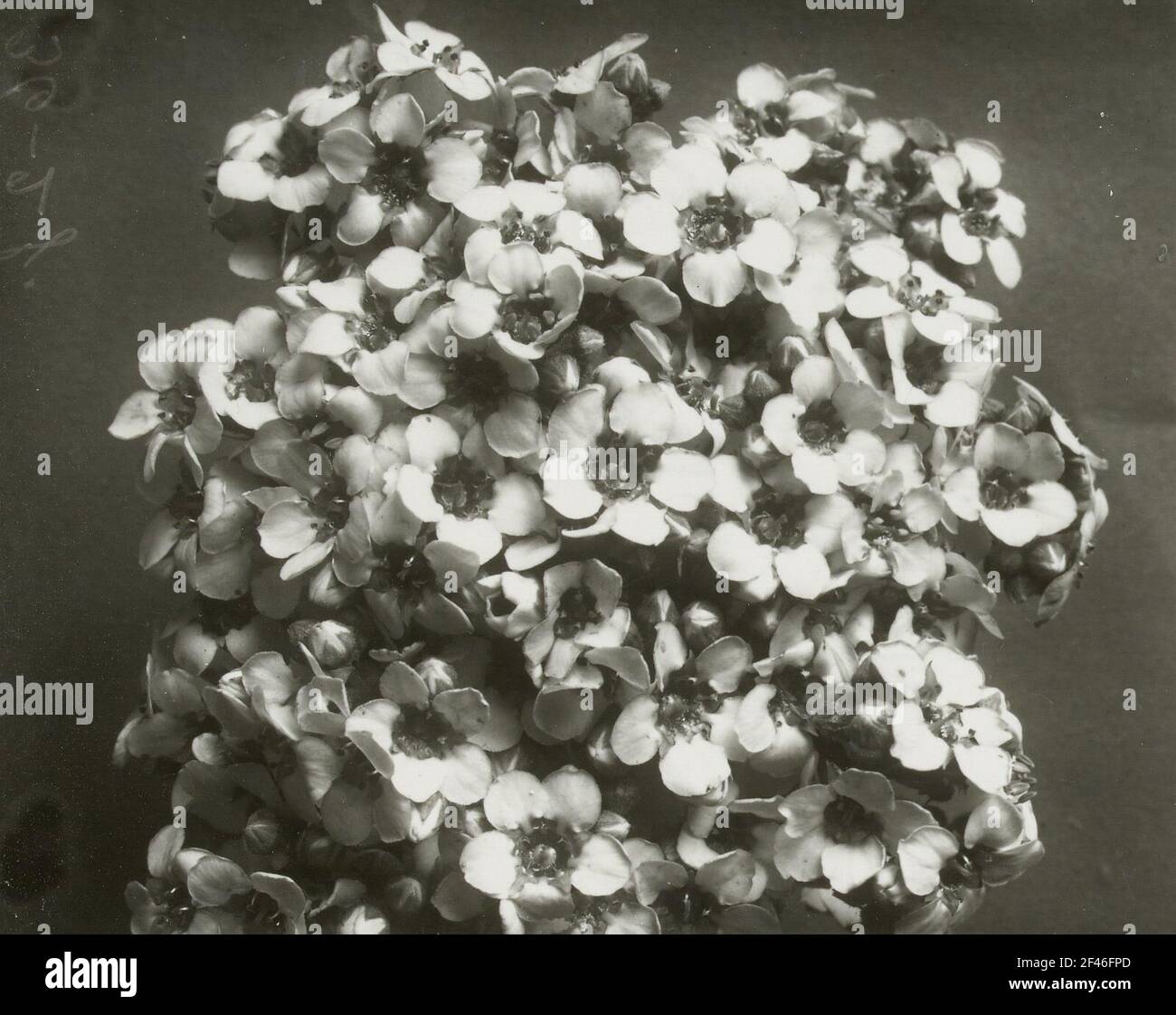 Plant study with inflorescence Stock Photo - Alamy