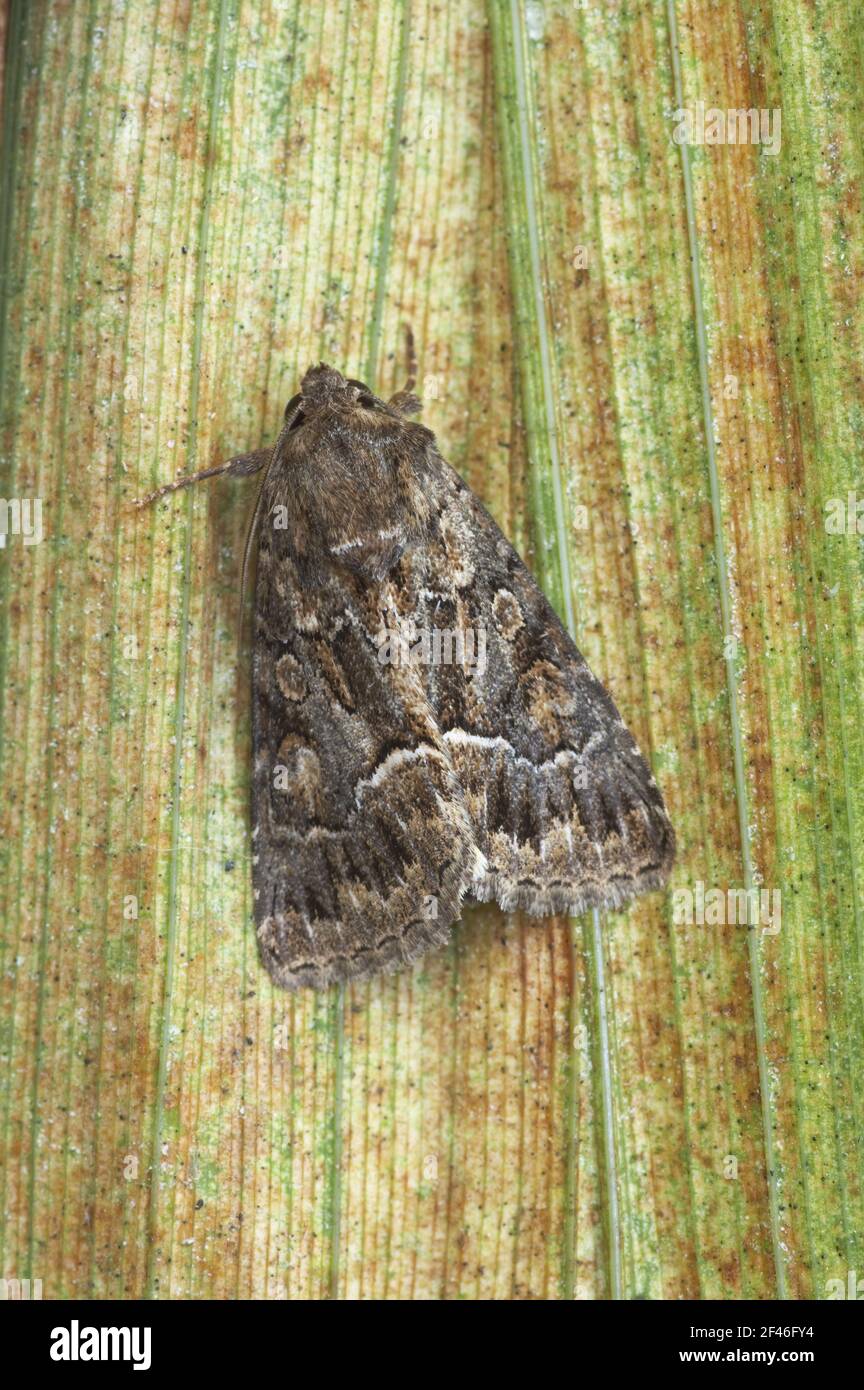Straw Underwing Moth Thalpophila matura Essex, UK IN000399 Stock Photo ...
