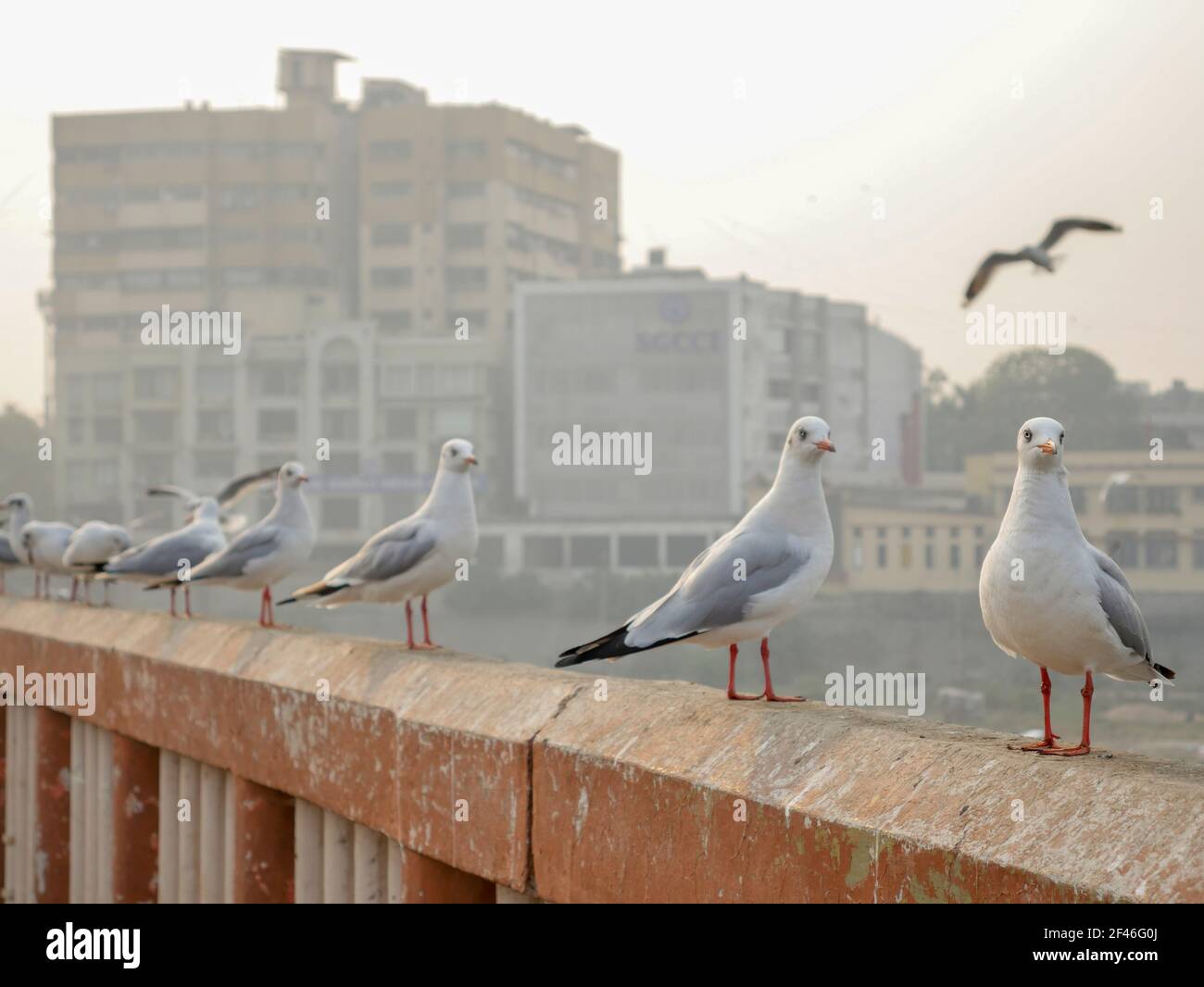 Flock of Seagulls standing and chirping on bridge railing above the ...