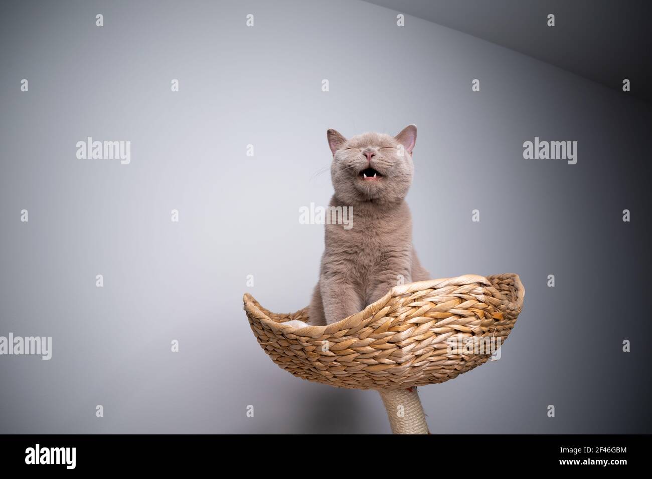 6 month old lilac british shorthair kitten sitting on top of scratching ...