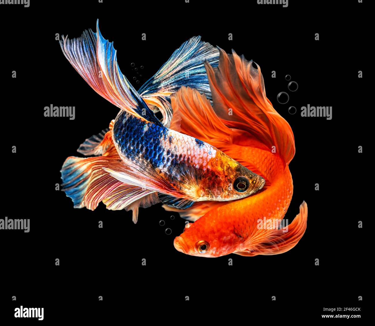 Half Moon Fighter Fish Wallpaper