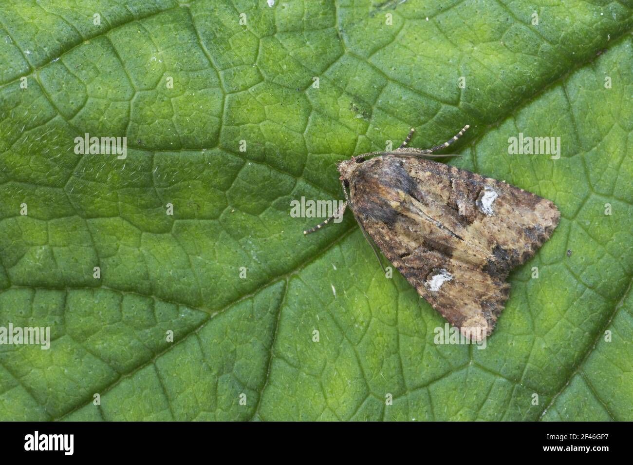 Mesapamea hi-res stock photography and images - Alamy