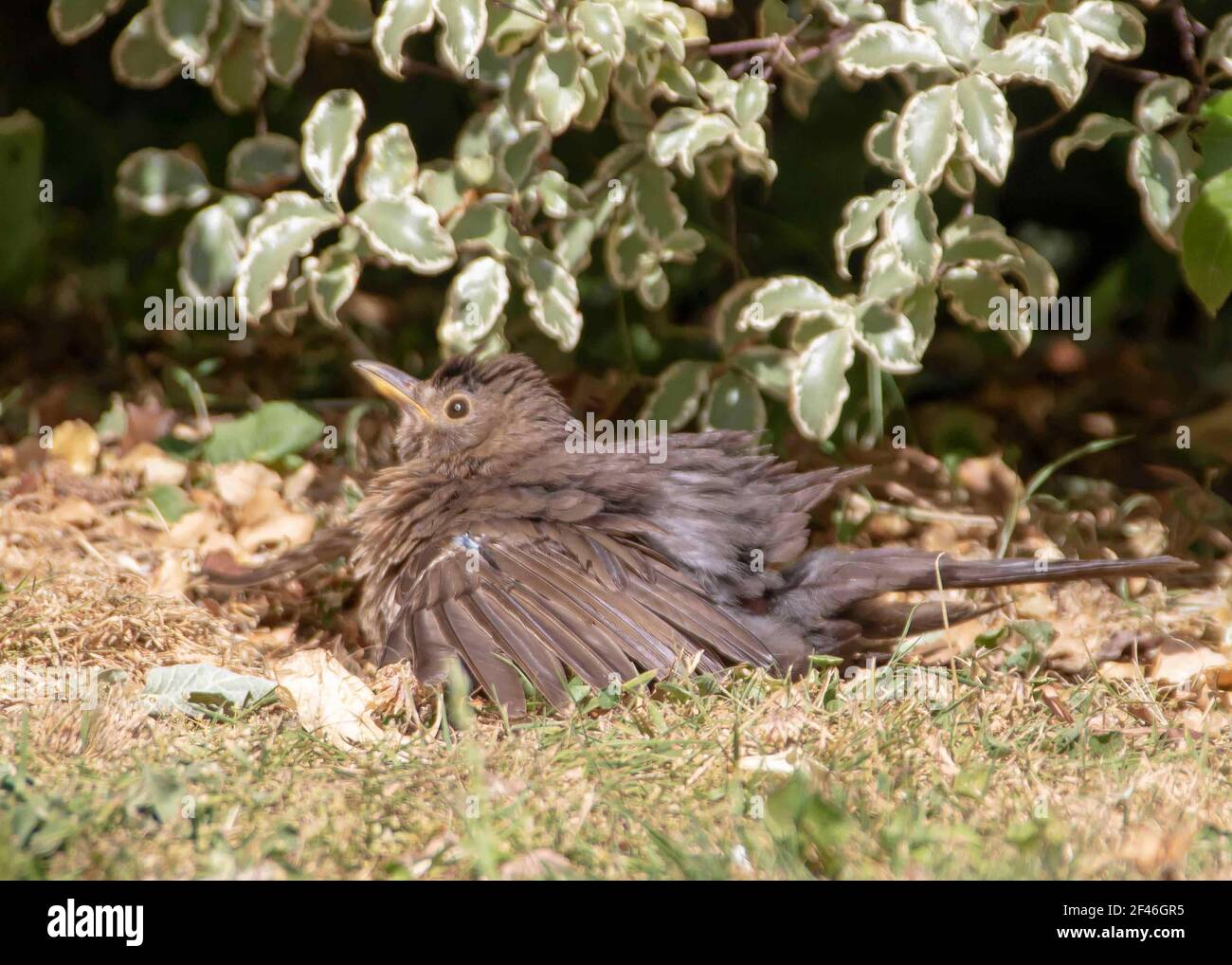 baby blackbird sunbathing on a sunny day in spring Stock Photo - Alamy