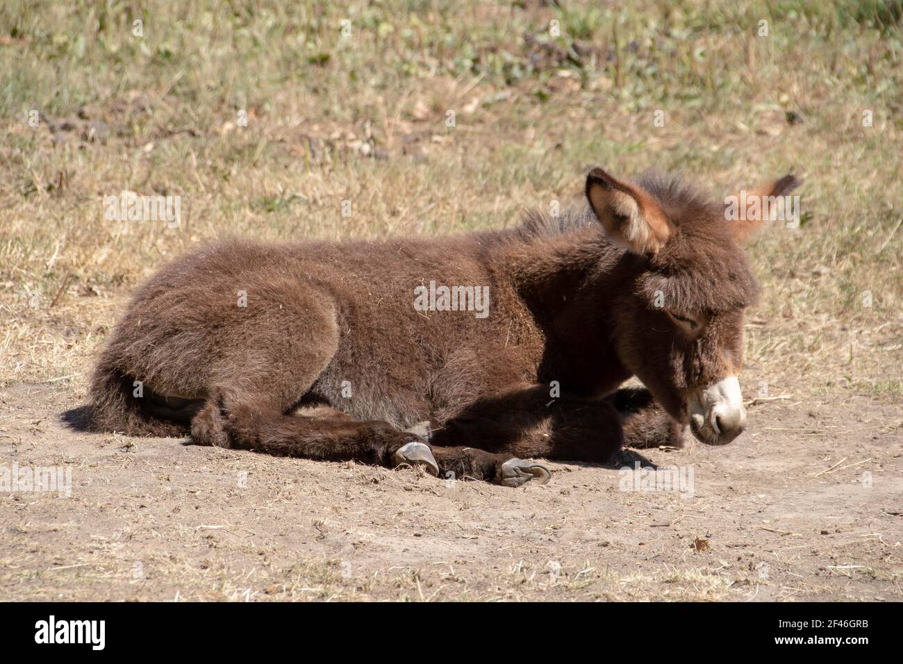 pretty baby donkey enjoying the sunshine Stock Photo - Alamy