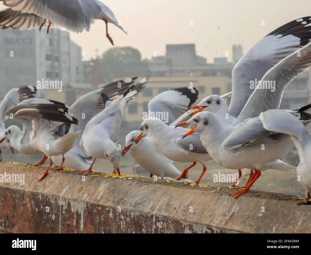 Flock of Seagulls standing and chirping on bridge railing above the ...