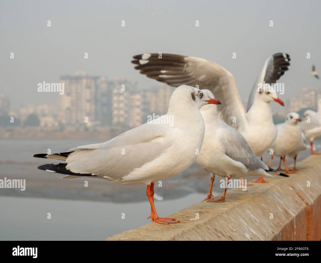 Flock of Seagulls standing and chirping on bridge railing above the river Stock Photo - Alamy