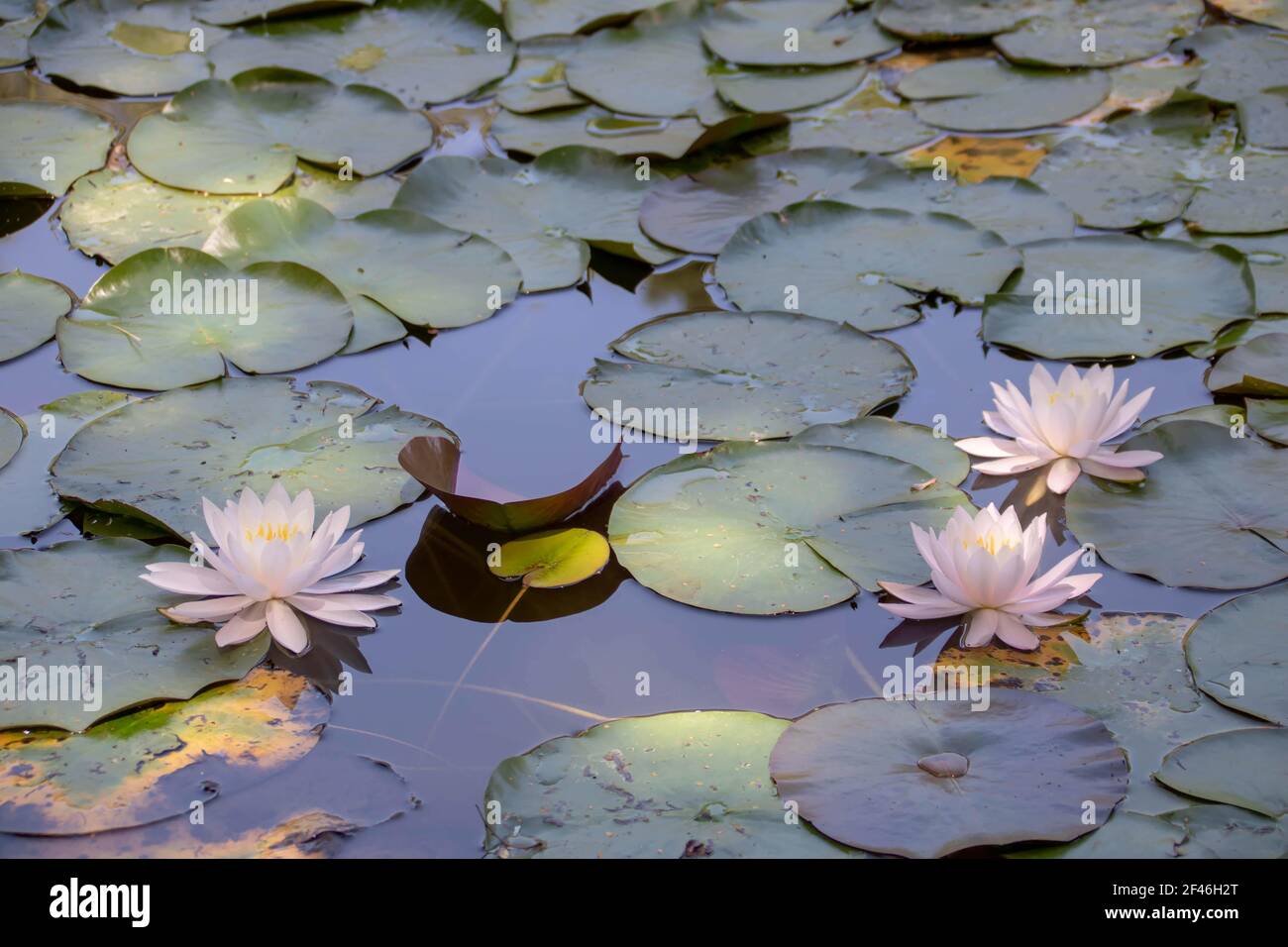 pretty pink lilies and reflections Stock Photo - Alamy