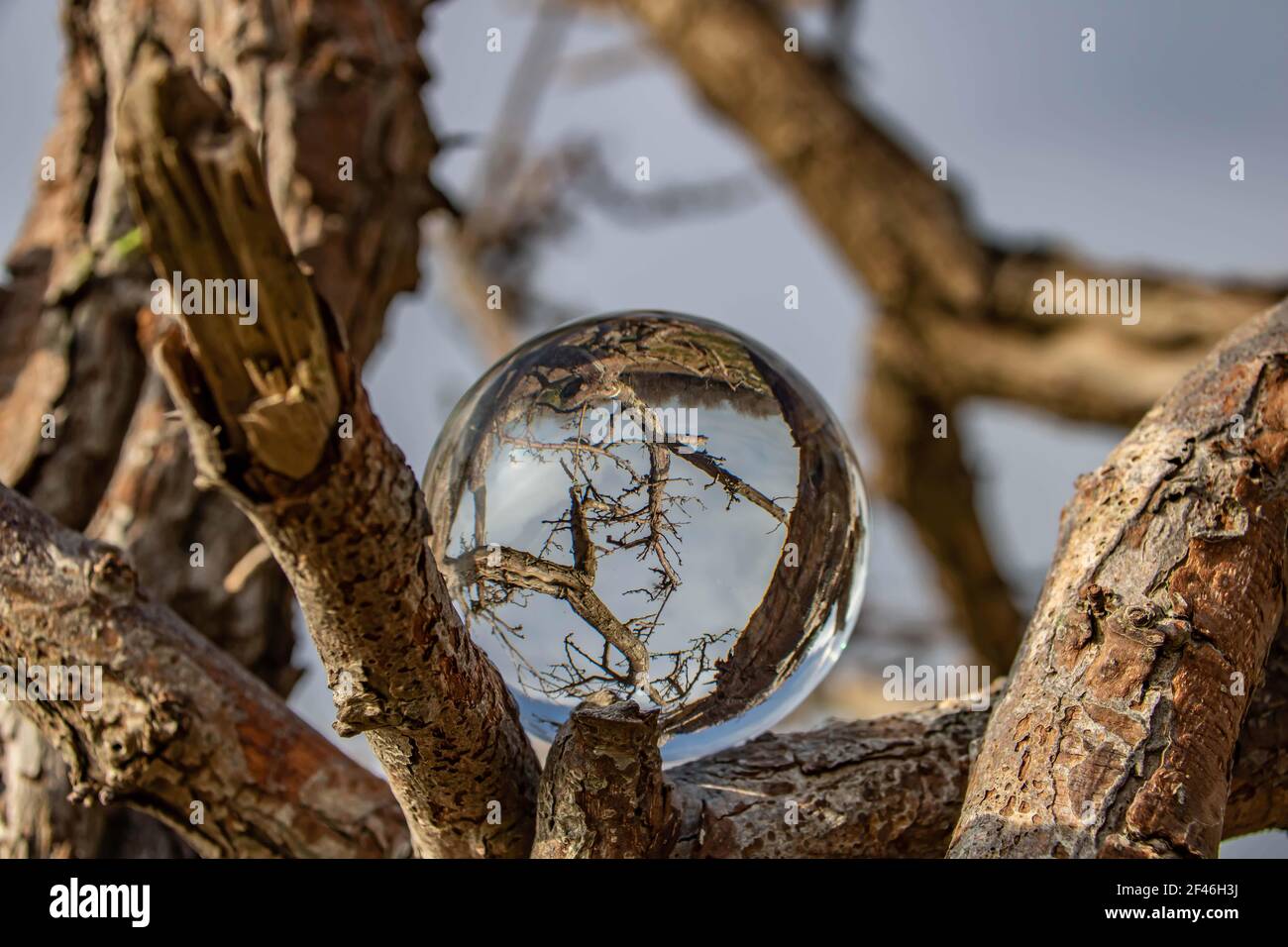 Wood no one environment hi-res stock photography and images - Alamy