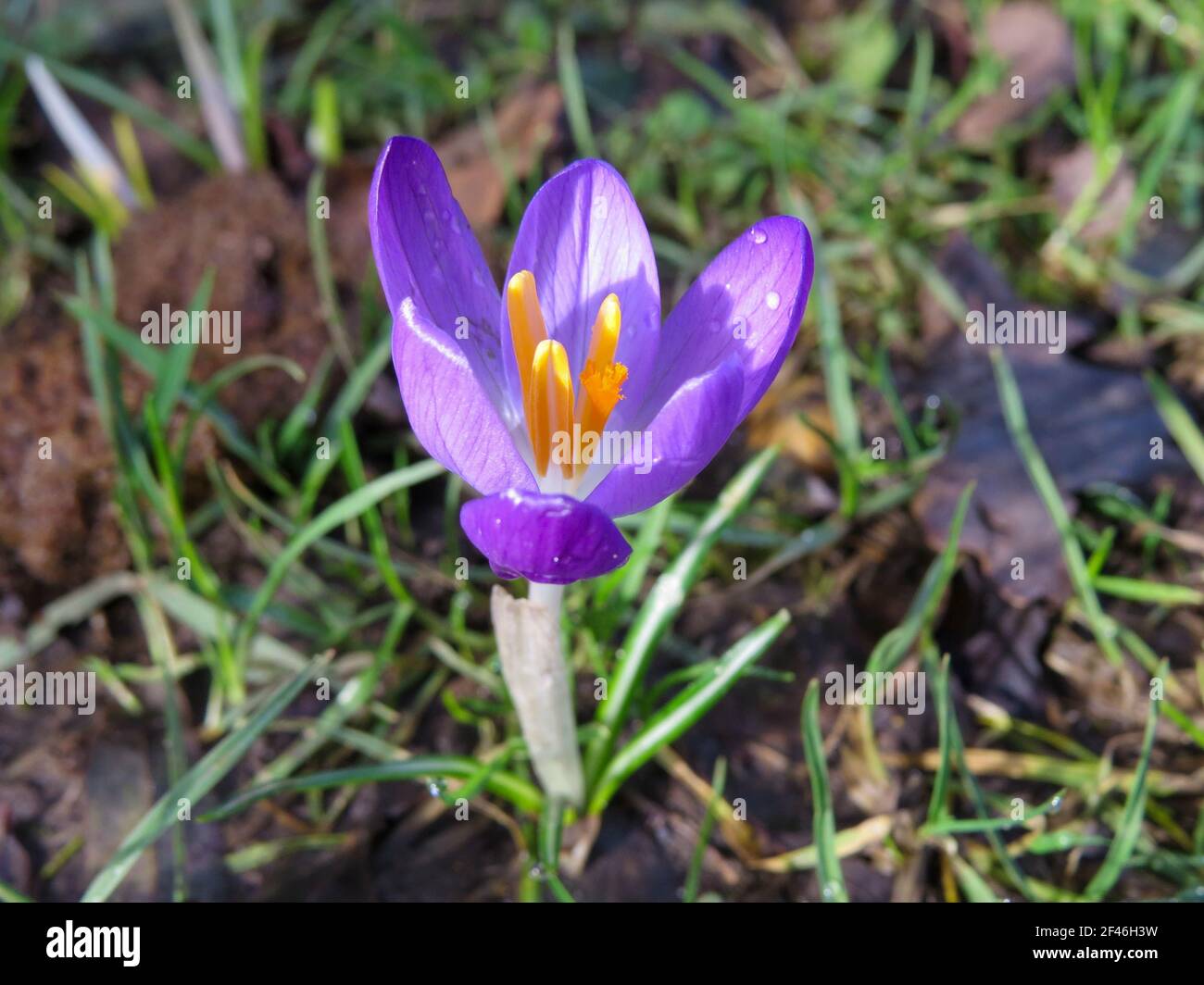 pretty purple crocus drying off after the rain Stock Photo - Alamy