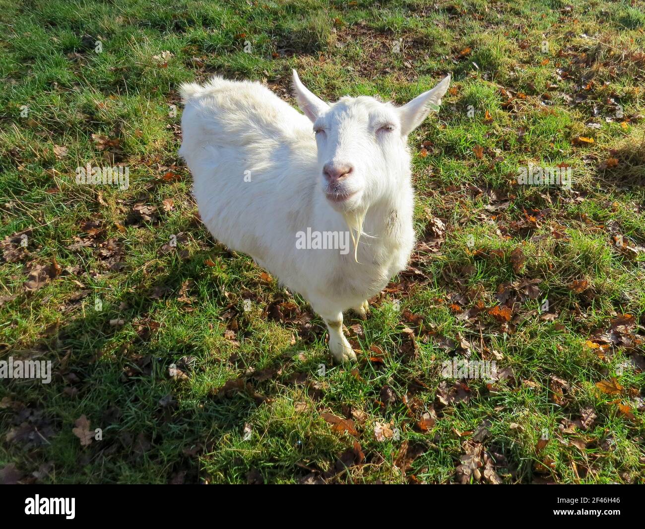 pretty white goat enjoying the sunshine Stock Photo - Alamy