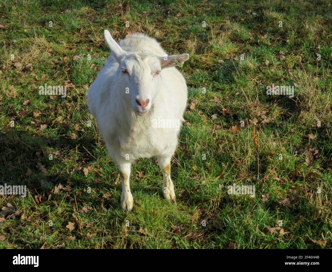 Goat white background hi-res stock photography and images - Alamy