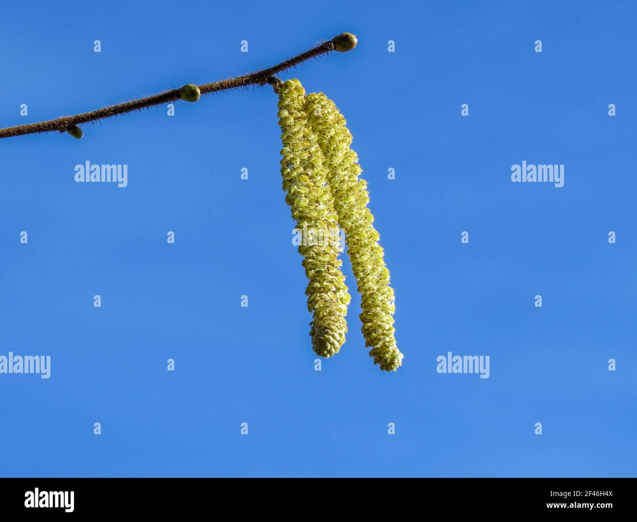 Cobnut tree hi-res stock photography and images - Alamy