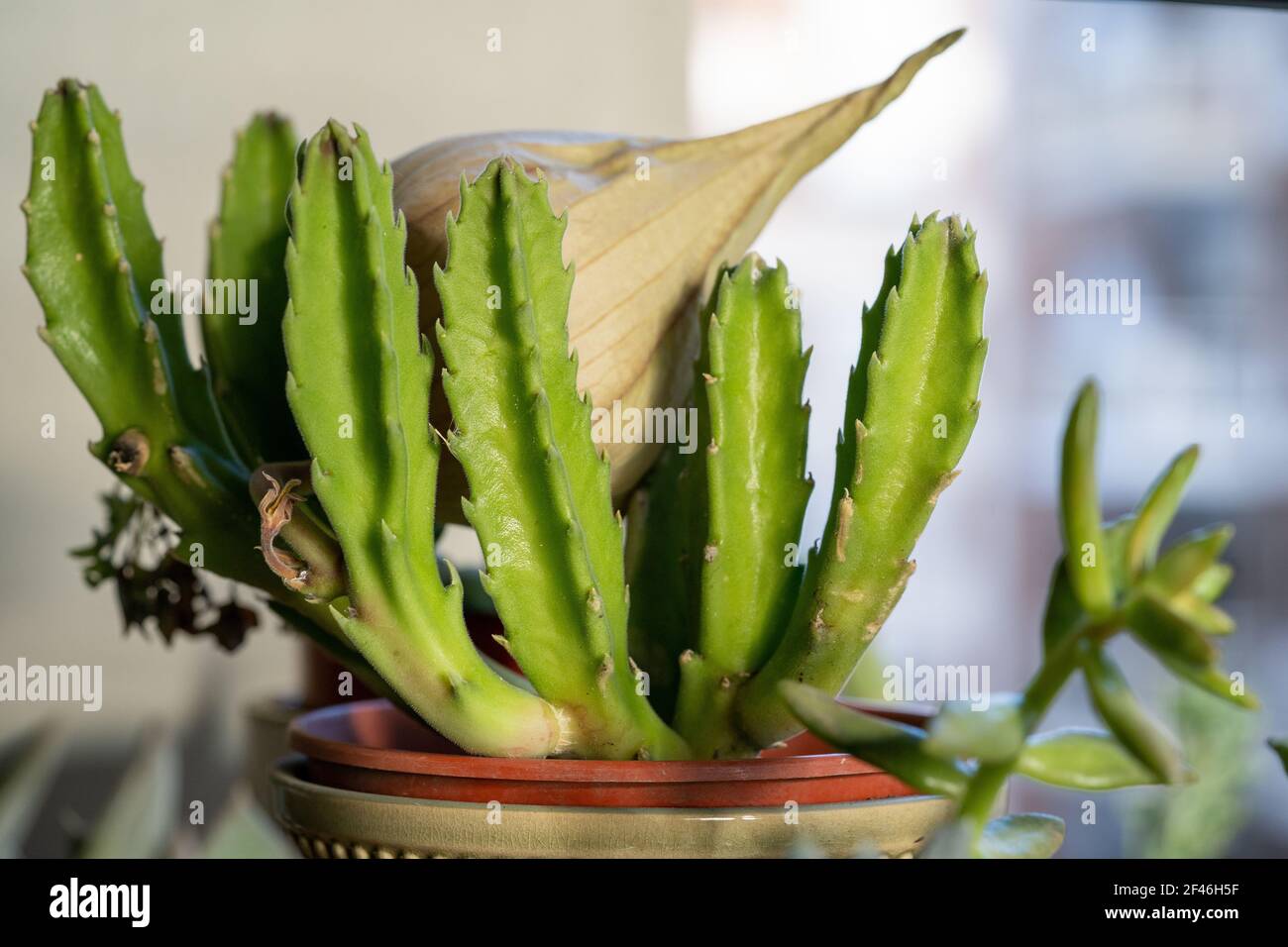 Grow stapelia hi-res stock photography and images - Alamy