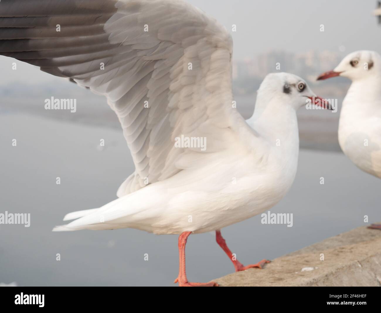 Flock of Seagulls standing and chirping on bridge railing above the river Stock Photo - Alamy