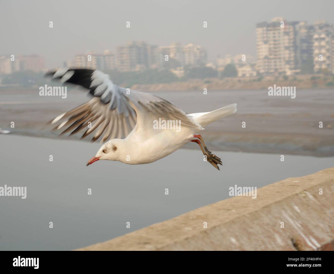 Flock of Seagulls standing and chirping on bridge railing above the ...