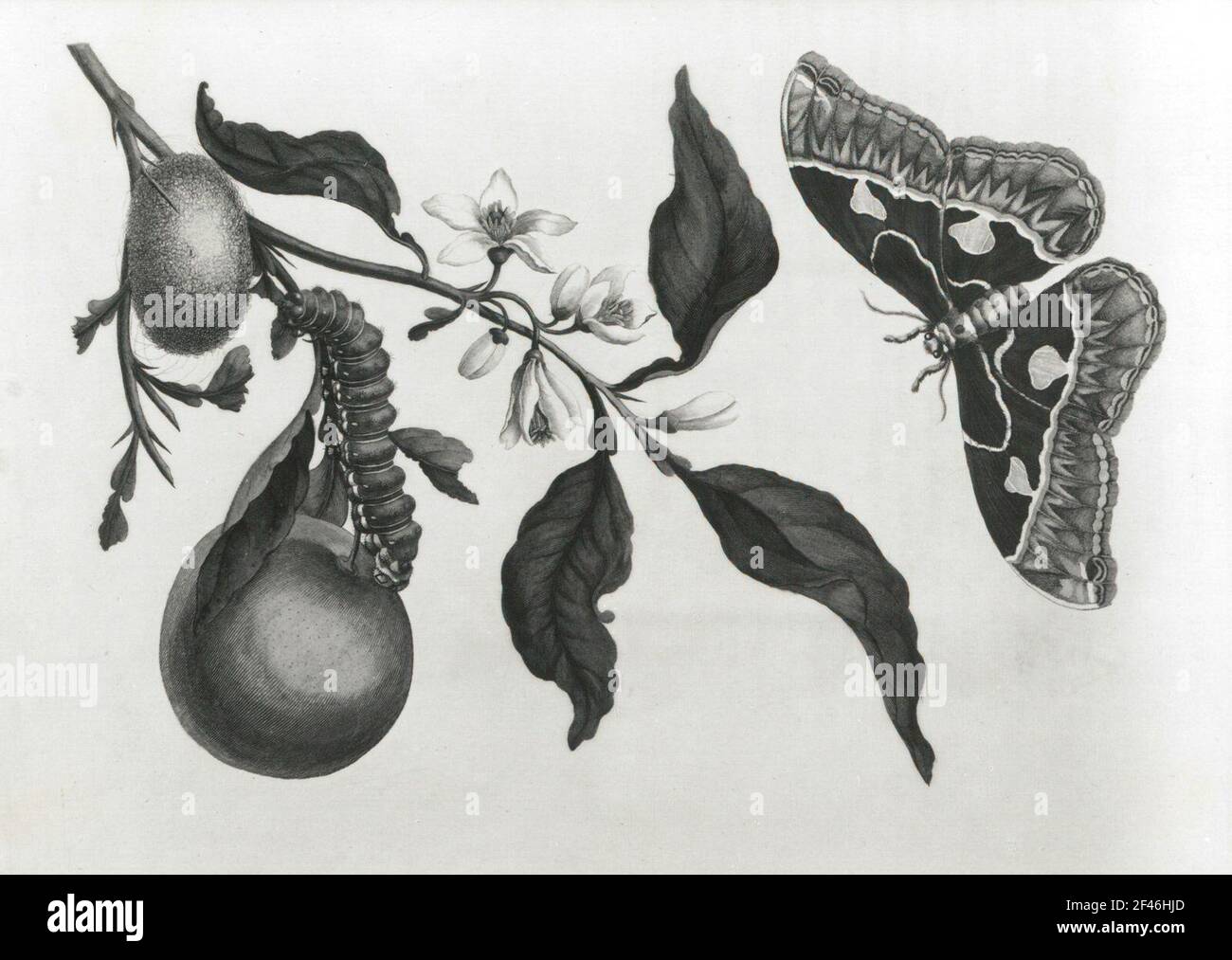 Apps of China booms. From: Metamorphosis Insectorum Surinamensium ...