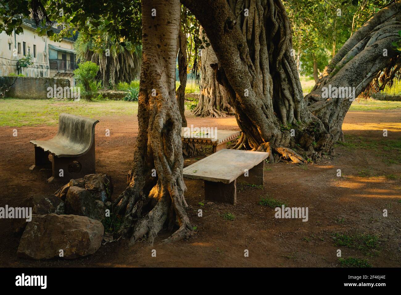 Old trees with twisted trunks in abandoned grounds with margle funiture ...