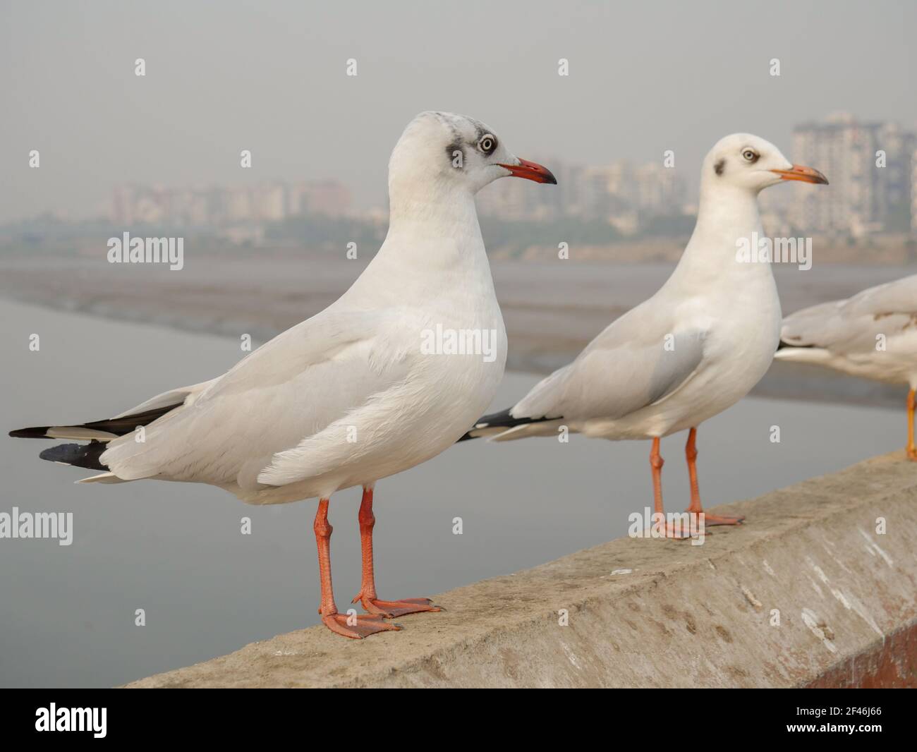 Flock of Seagulls standing and chirping on bridge railing above the ...