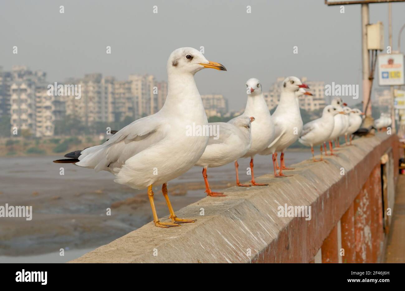 Seagulls on railings hi-res stock photography and images - Alamy
