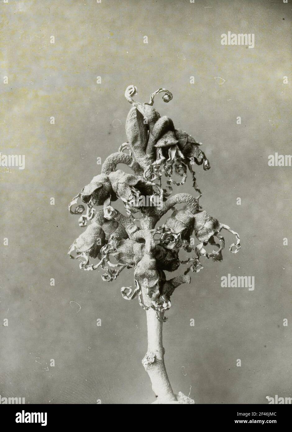 Japanese Magic Note (Hamamelis Japonica), inflorescence Stock Photo - Alamy