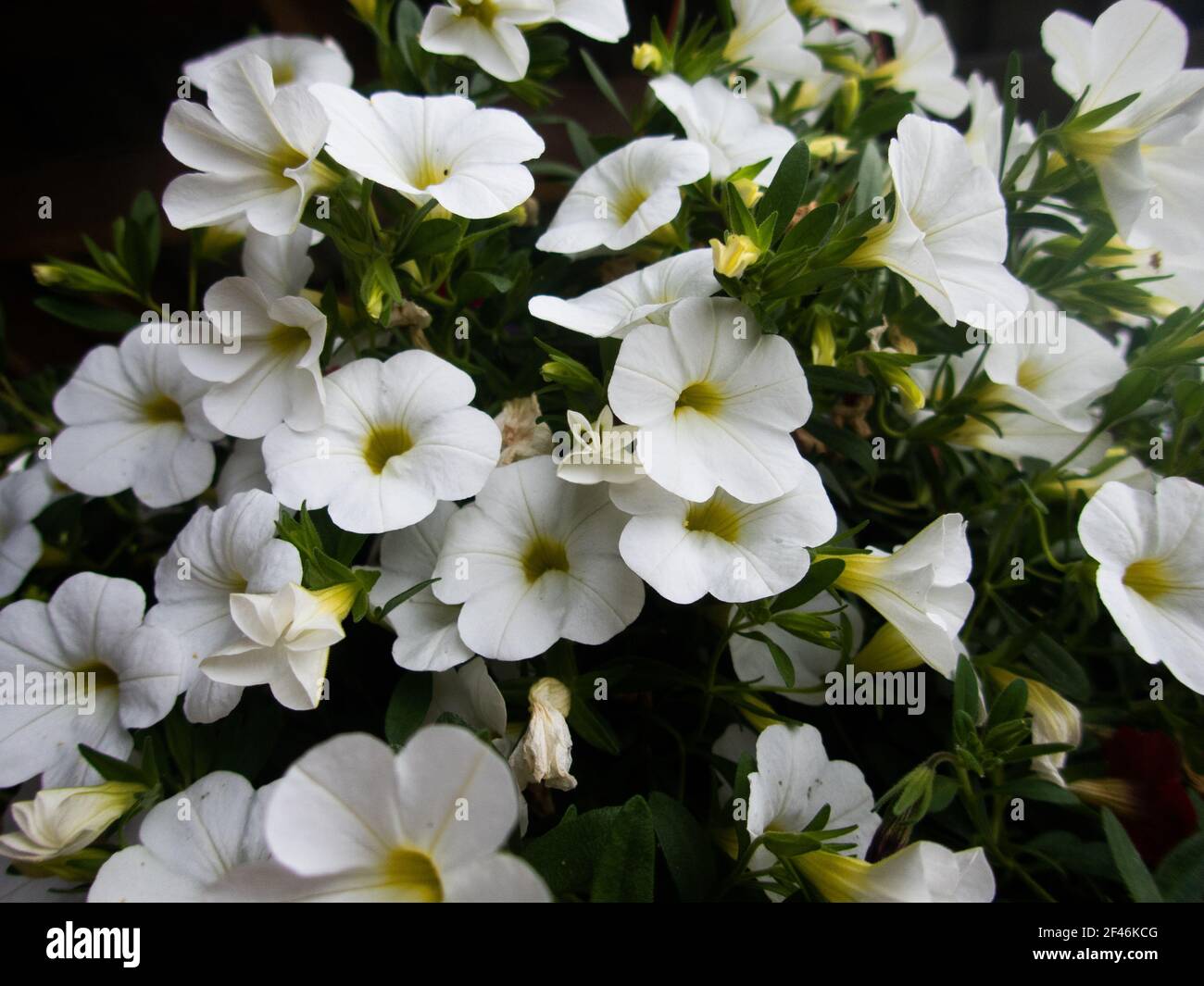Petunia hybrida hi-res stock photography and images - Alamy