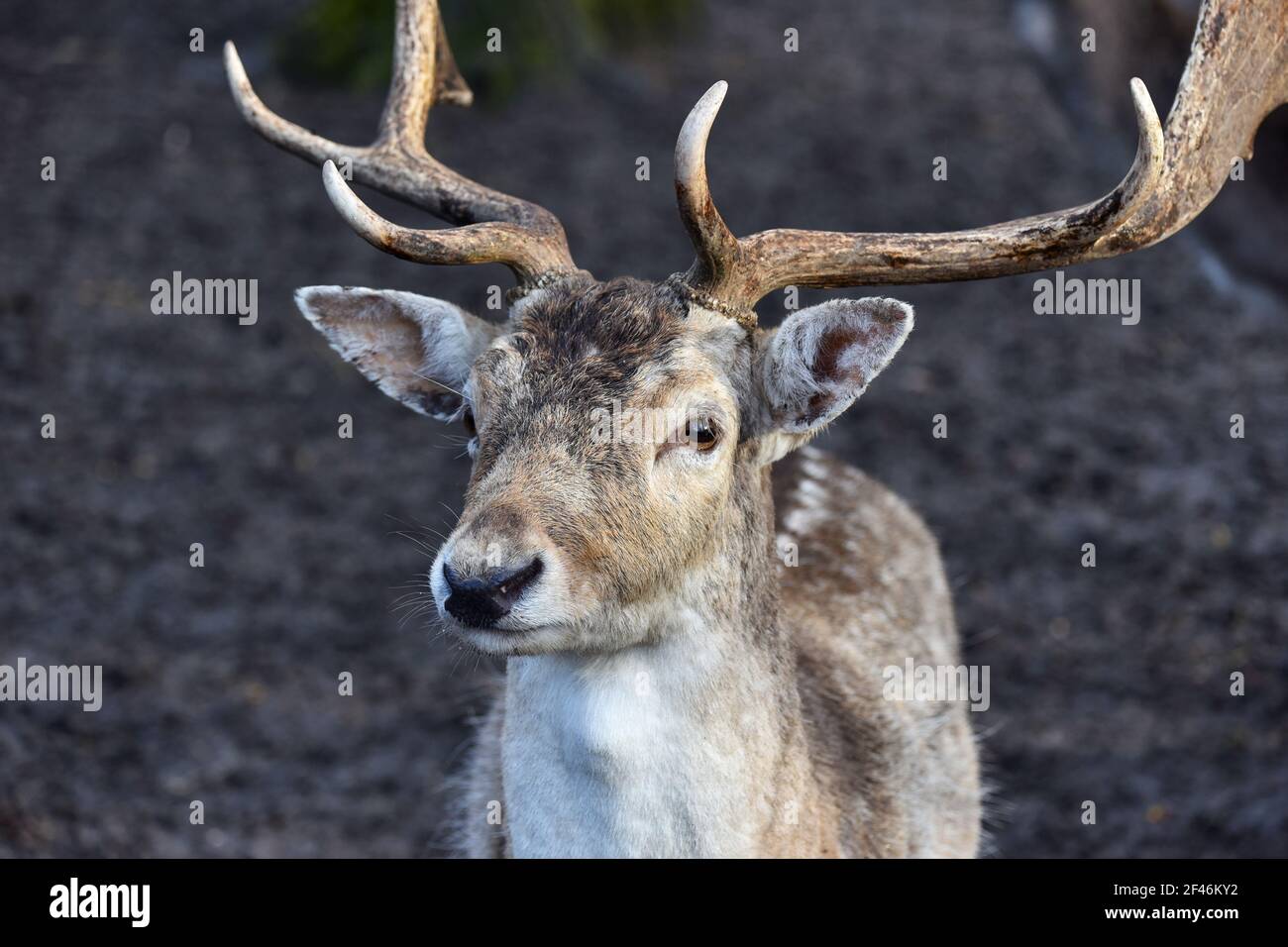 Fallow deer male big horns hi-res stock photography and images - Alamy