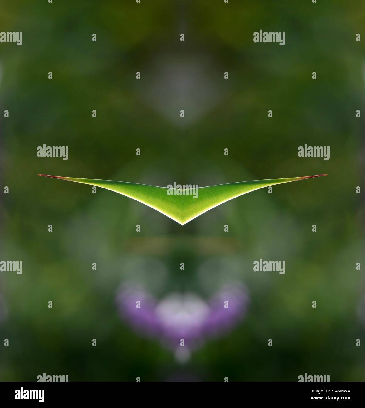 Agave attenuata, an evergreen succulent plant with spineless long green ...