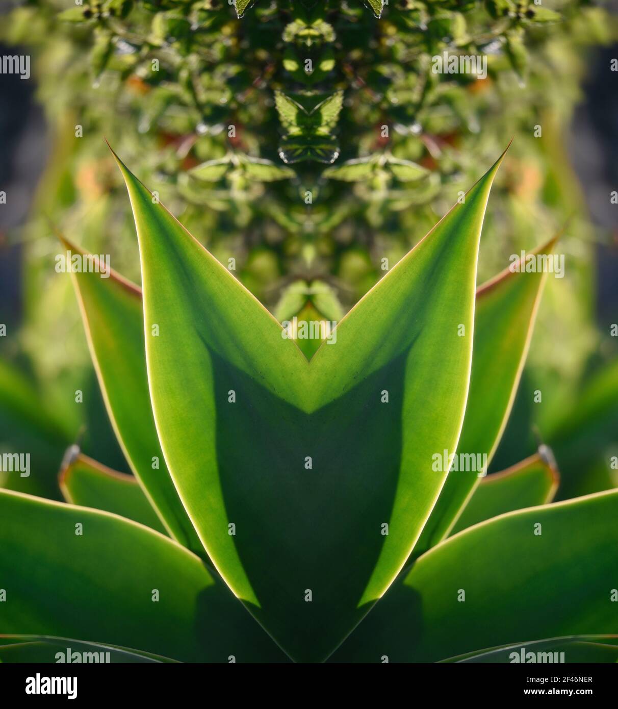 Agave attenuata, an evergreen succulent plant with spineless long green ...