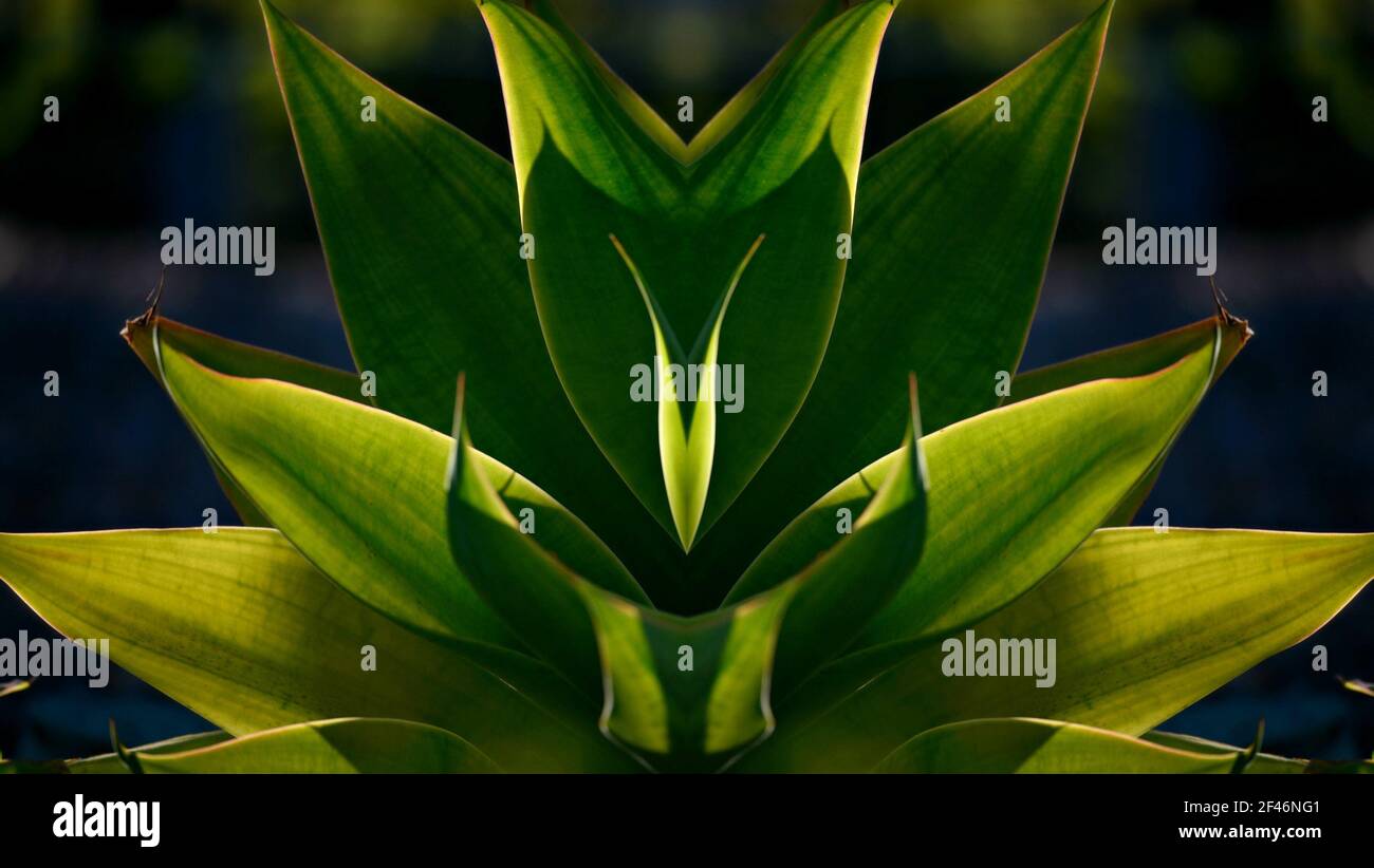 Agave attenuata, an evergreen succulent plant with spineless long green ...