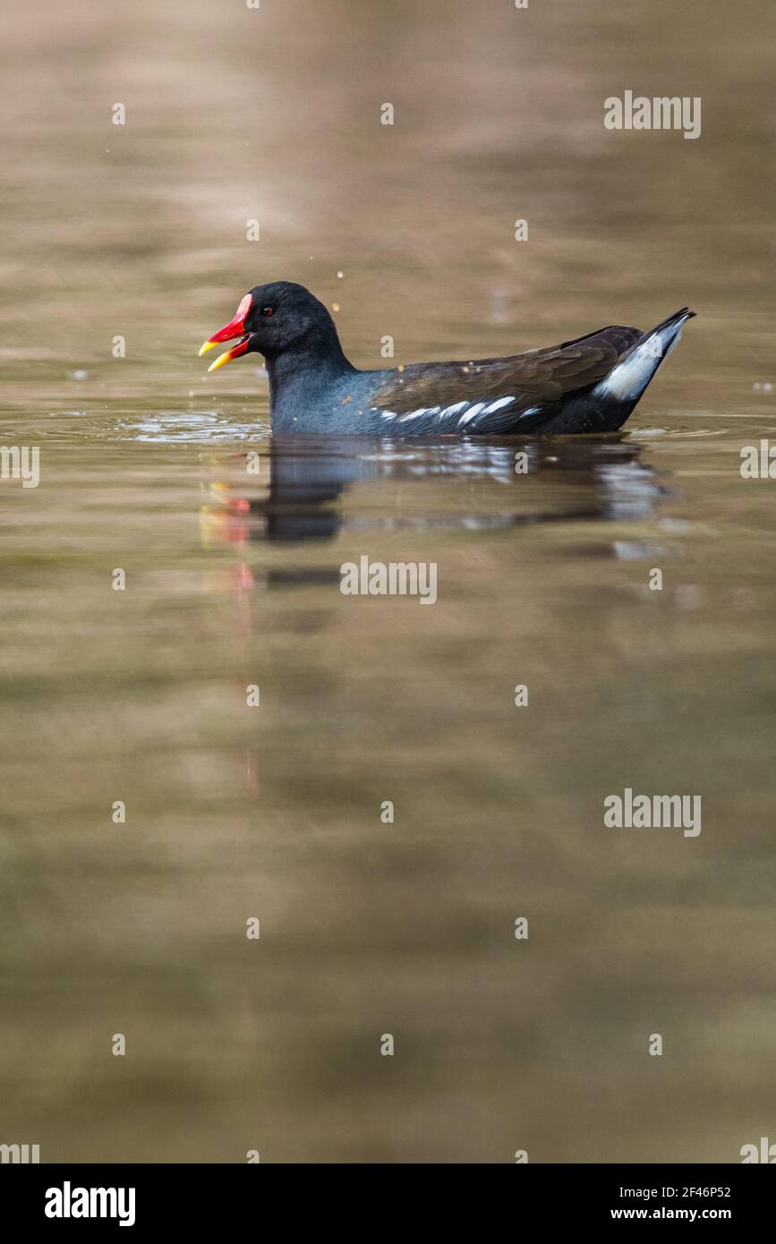 Common Moorhen, Gallinula chloropus, waterhen, swamp chicken Stock ...