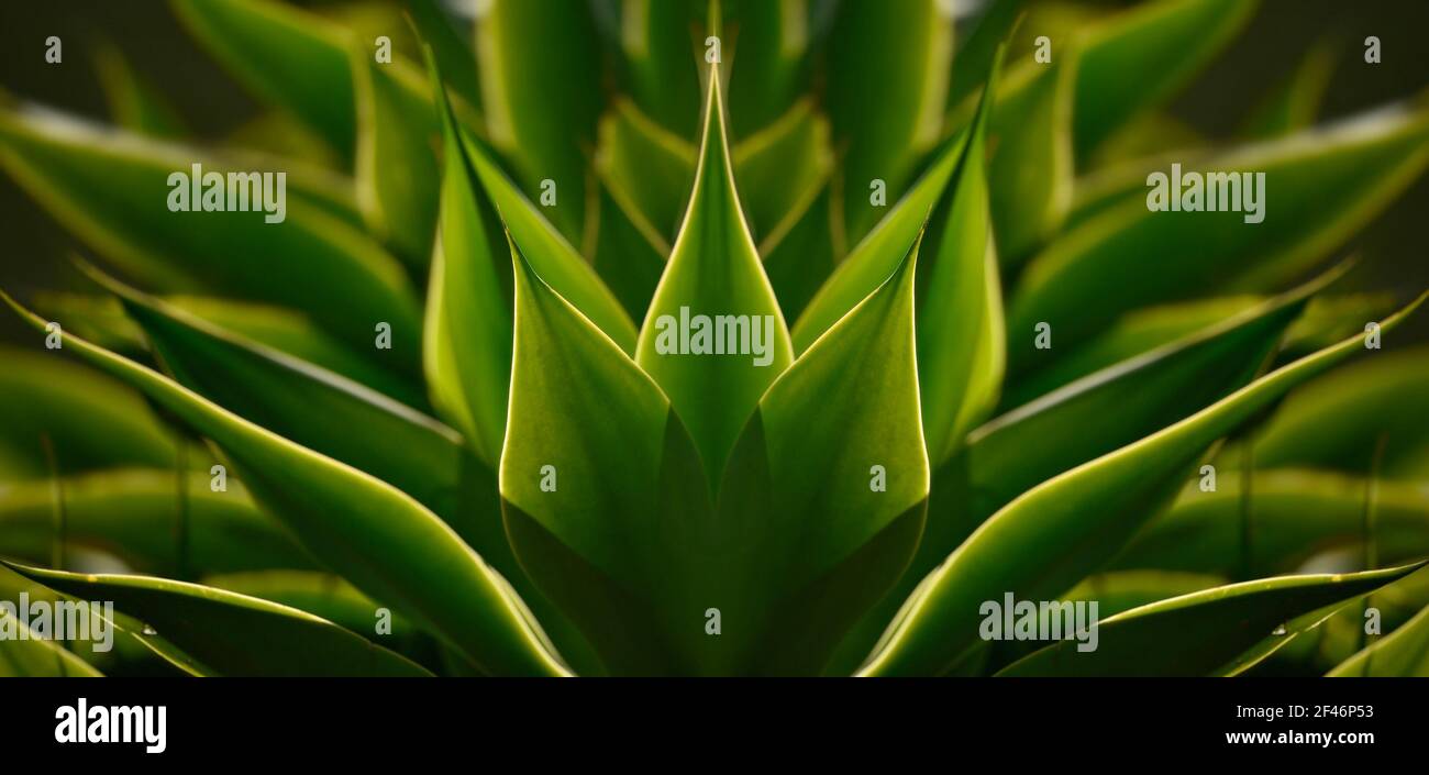 Agave attenuata, an evergreen succulent plant with spineless long green ...