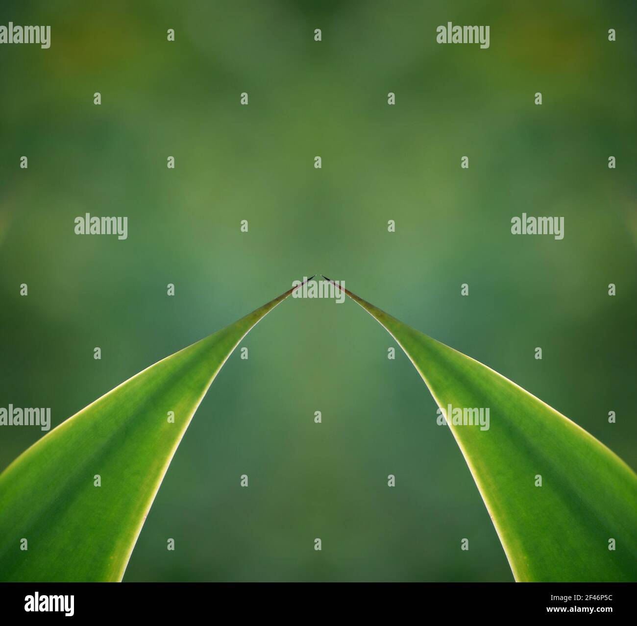 Agave attenuata, an evergreen succulent plant with spineless long green ...