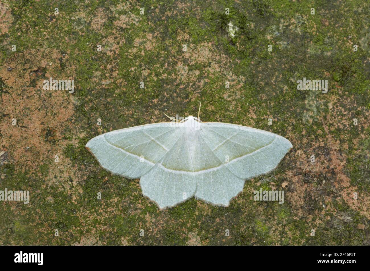 Light Emerald Moth Campaea margaritata Essex, UK IN000416 Stock Photo ...