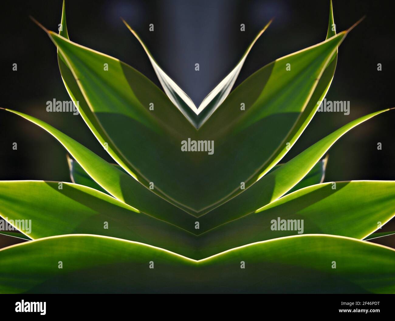 Agave attenuata, an evergreen succulent plant with spineless long green ...