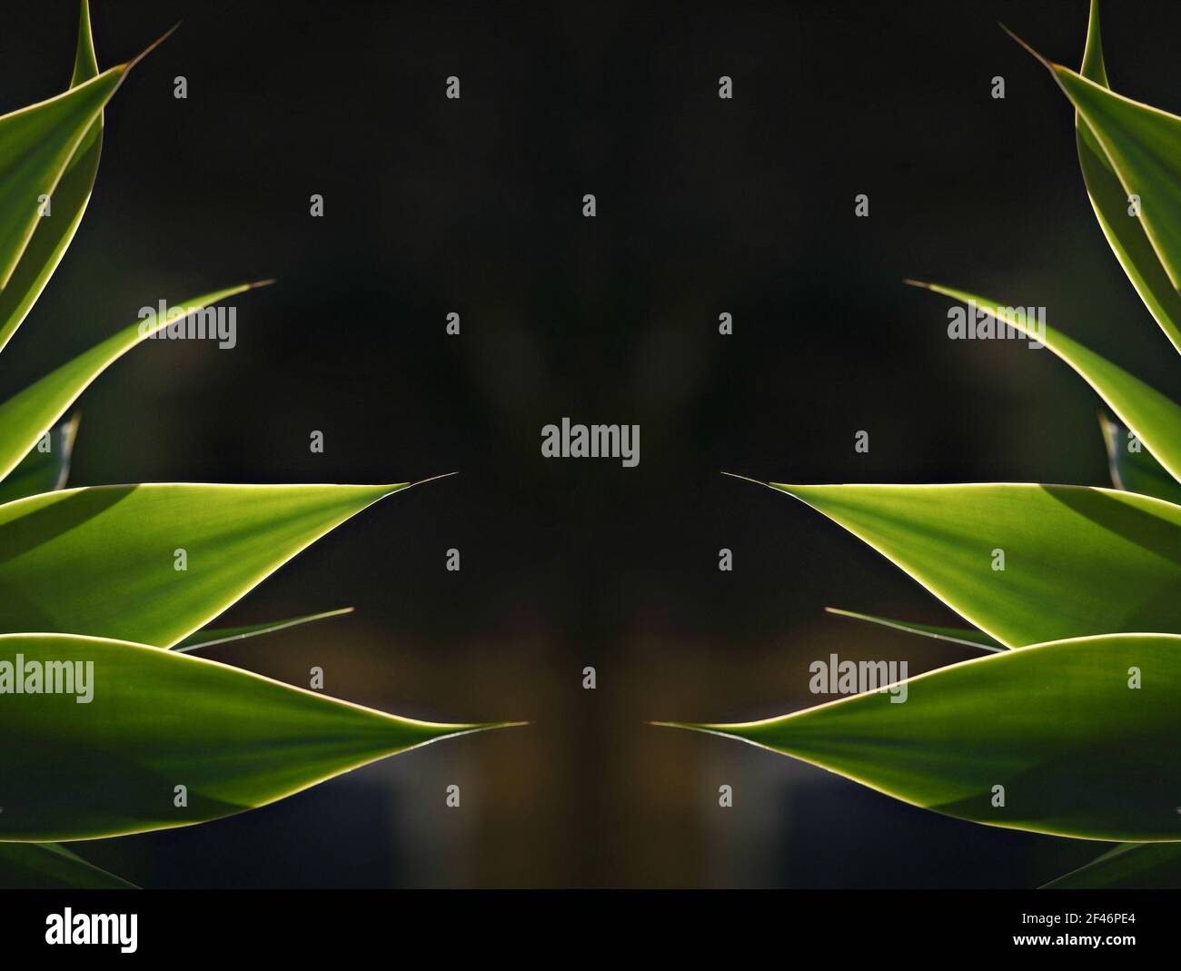 Agave attenuata, an evergreen succulent plant with spineless long green ...