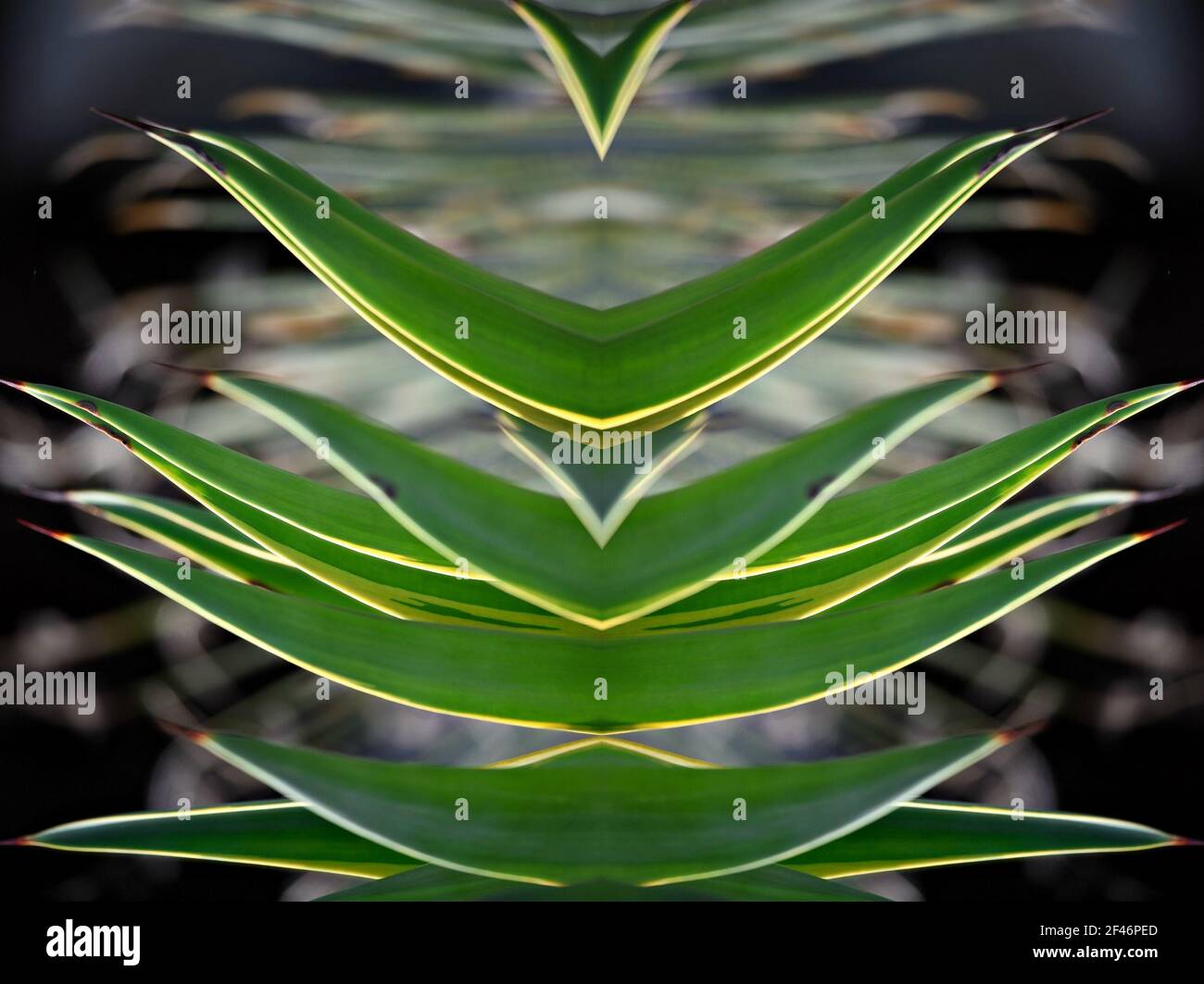 Long fleshy edible stalks hi-res stock photography and images - Alamy