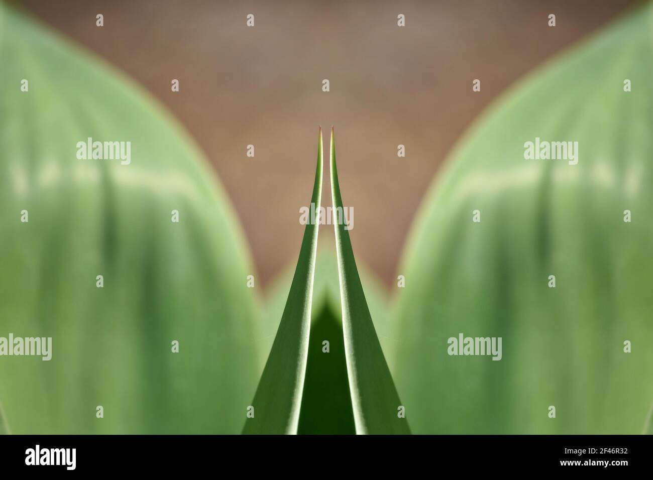 Agave attenuata, an evergreen succulent plant with spineless long green ...