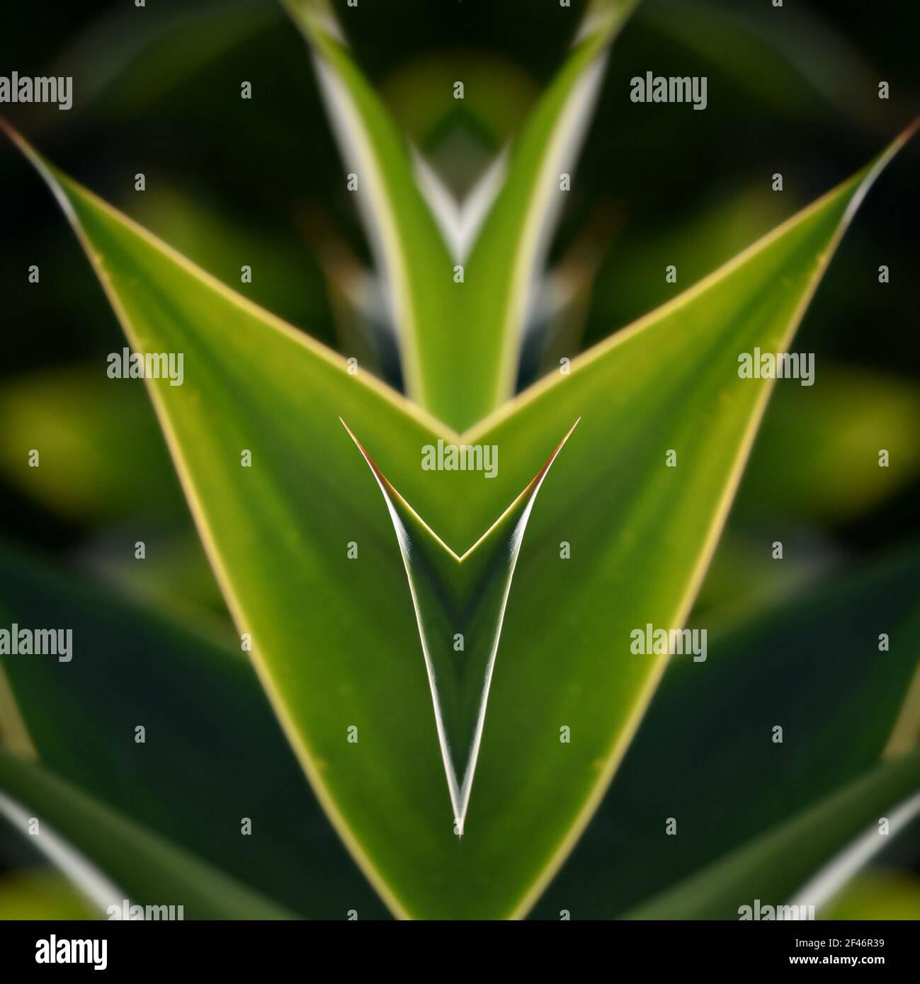 Agave attenuata, an evergreen succulent plant with spineless long green ...