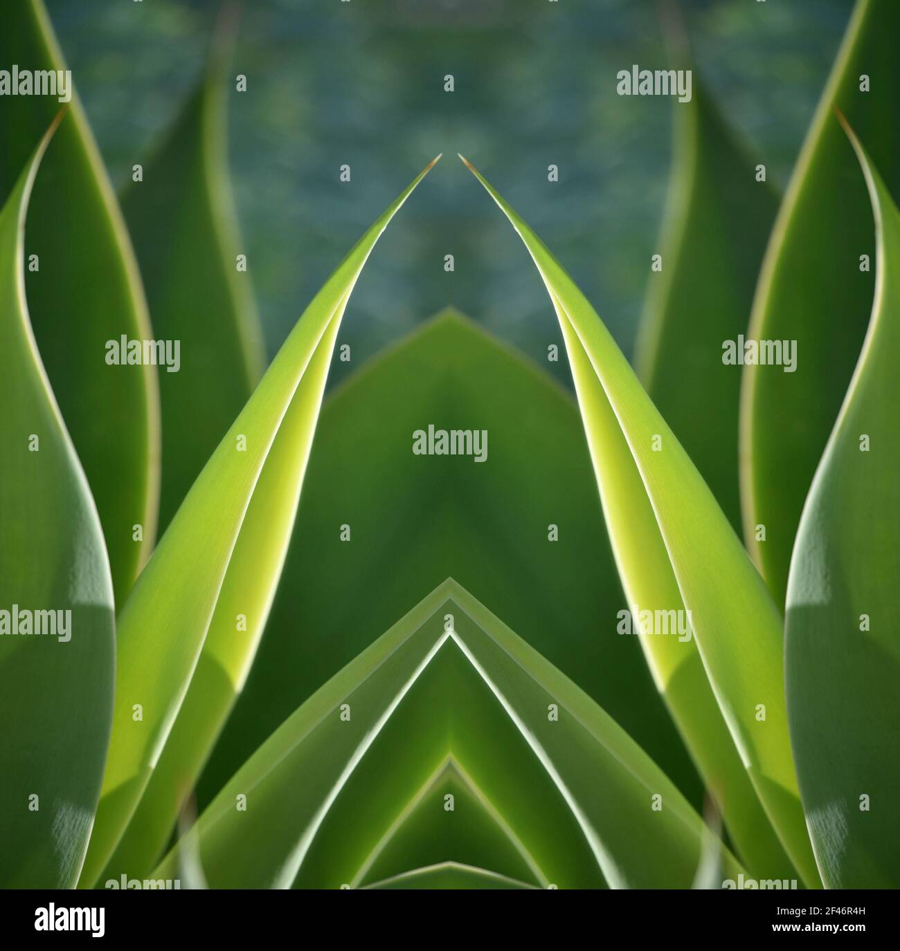 Agave attenuata, an evergreen succulent plant with spineless long green ...