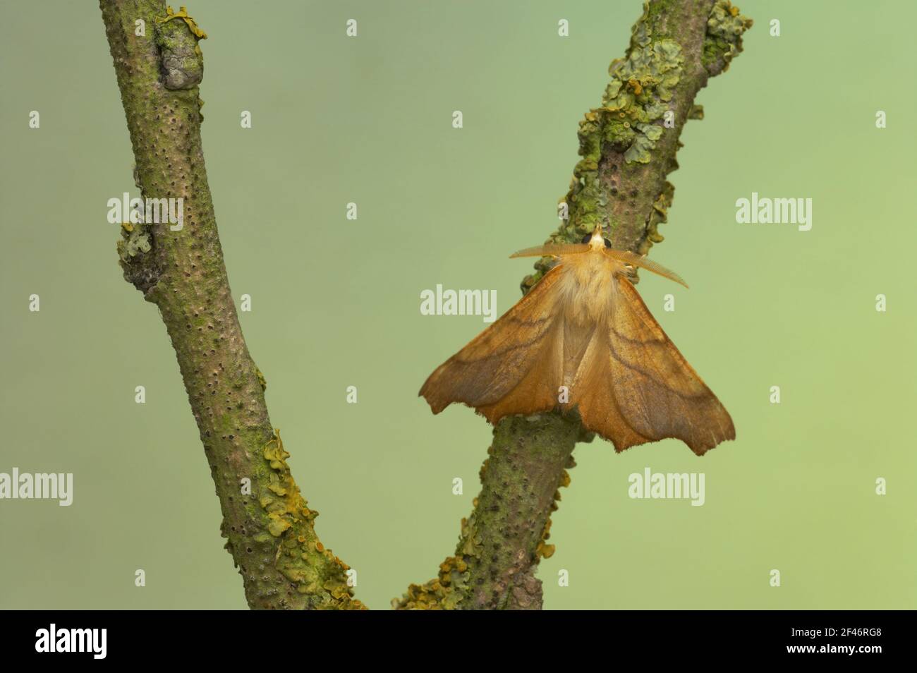 Geometrid moths hi-res stock photography and images - Alamy