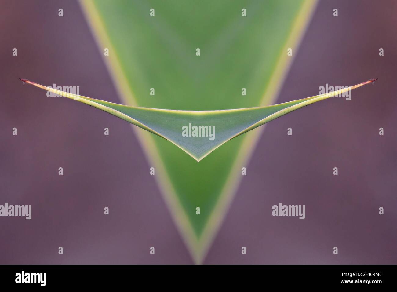 Agave attenuata, an evergreen succulent plant with spineless long green ...