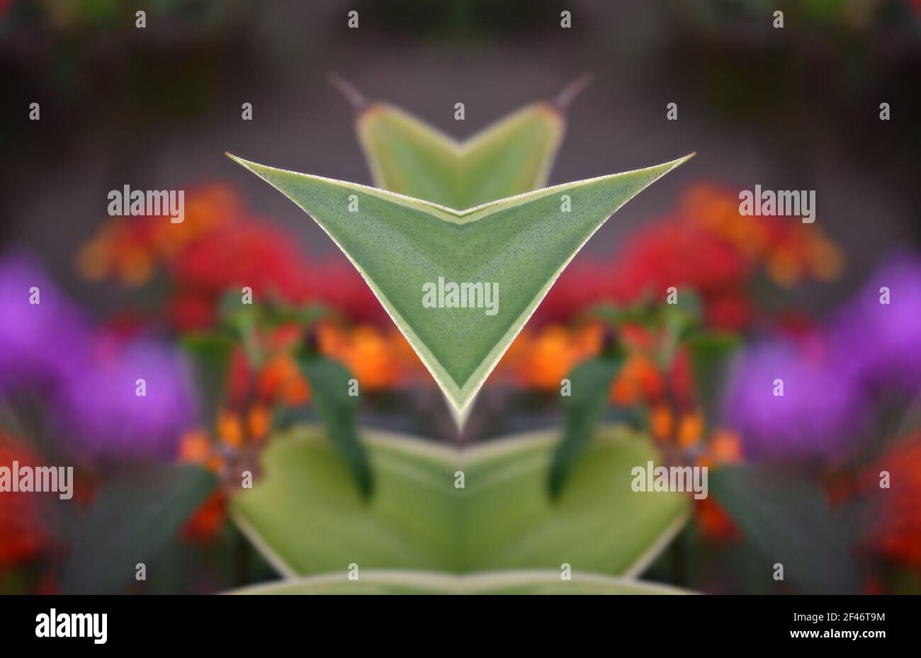 Agave attenuata, an evergreen succulent plant with spineless long green ...